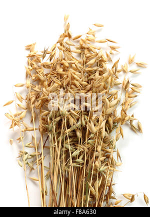 Oat (Avena) Plants Stock Photo - Alamy