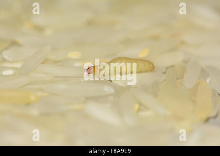 Worm on rice grains Stock Photo - Alamy