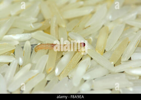 Worm on rice grains Stock Photo - Alamy