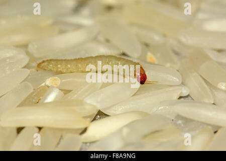 Worm on rice grains Stock Photo - Alamy
