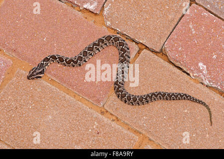Israel Vipera palaestinae is a venomous viper species found in Syria ...