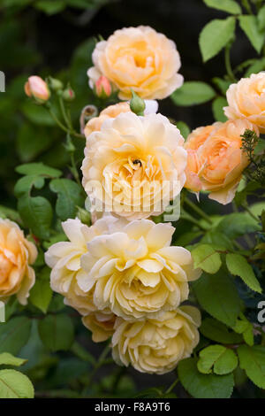 A yellow blossoming roses in the garden. Beautiful yellow rose bush ...