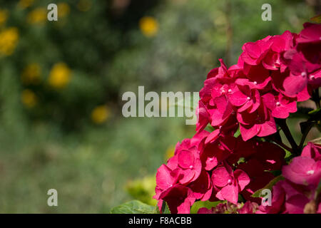 Hydrangea Maco. Dark Angel. An exceptional lace-cap hydrangea with blue ...