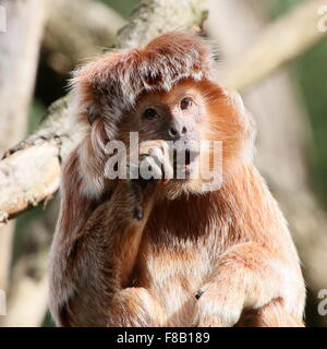 The Javan lutung (Trachypithecus auratus) is eating fruit, also known ...