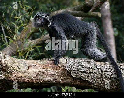 Ebony Leaf Monkey / Javan Langur (Prebytis auratus), animal sitting ...