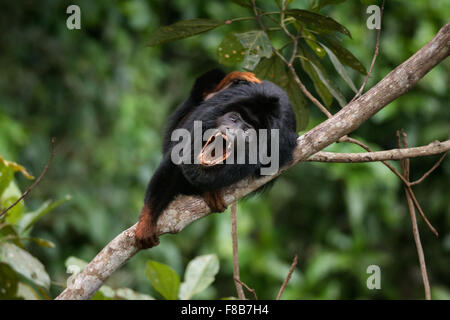 Red-handed howler Monkey howling Stock Photo - Alamy