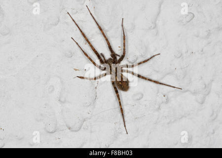 House spider, Rostrote Winkelspinne, Hausspinne, Haus-Winkelspinne ...