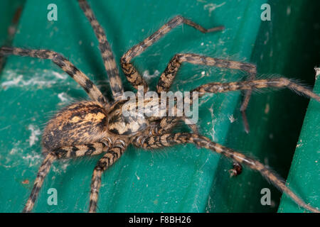 House spider, Rostrote Winkelspinne, Hausspinne, Haus-Winkelspinne ...