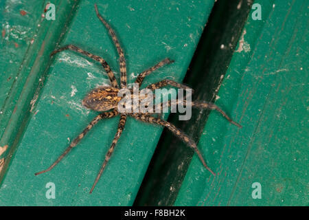 House spider, Rostrote Winkelspinne, Hausspinne, Haus-Winkelspinne ...