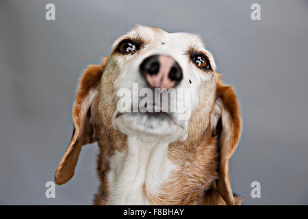 Dog, Deutsche Bracke, portrait, Germany Stock Photo - Alamy
