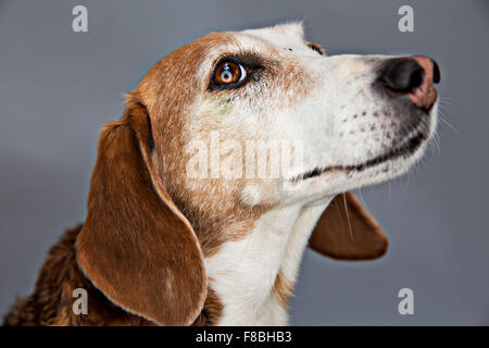 Dog, Deutsche Bracke, portrait, Germany Stock Photo - Alamy