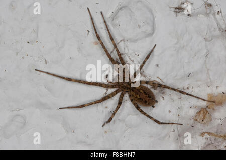 House spider, Rostrote Winkelspinne, Hausspinne, Haus-Winkelspinne ...
