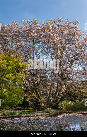 Trewidden Garden, Cornwall, UK. The huge magnolia x veitchii 'Peter ...