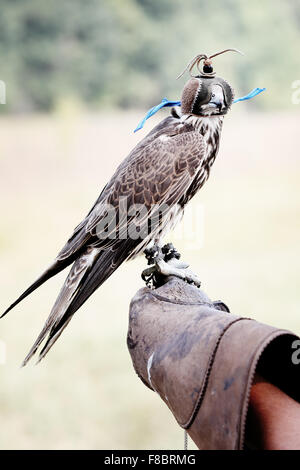 bird falcon with falconry blind hood in brown leather Stock Photo ...