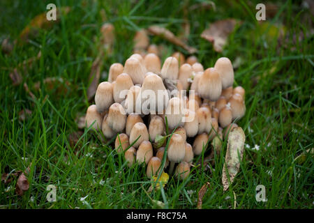 Inky Cap mushrooms (Coprinus atramentarius) growing in the Portland ...
