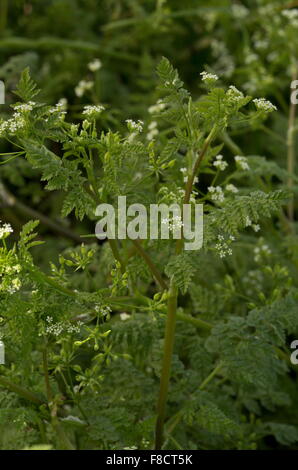 Bur-chervil, Anthriscus caucalis, in flower and fruit, on sand-dunes ...