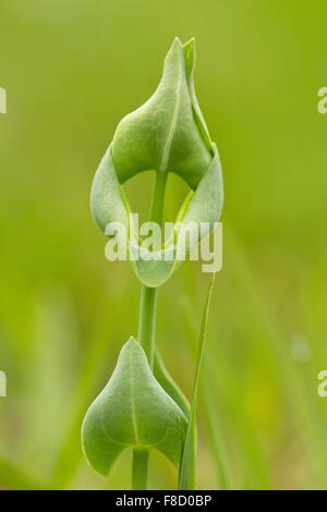 Yellow-wort (Blackstonia perfoliata) unfolding perfoliate leaves Stock ...