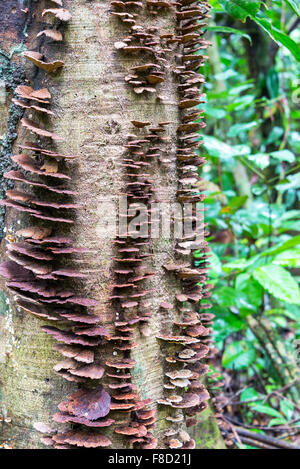 A vertical shot of fungi growing on a tree Stock Photo - Alamy