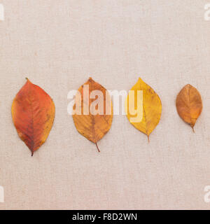 Four autumn leaves of different sizes on white background Stock Photo ...