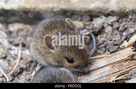 house mouse (Mus musculus), juvenile house mice leaving the nest for ...