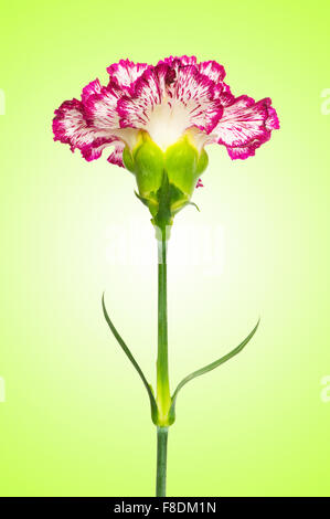 Carnation flower against gradient background Stock Photo - Alamy