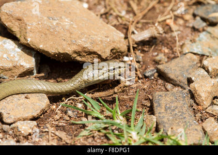 The emerald coils and scales of a Green Tree Python hanging Stock Photo ...