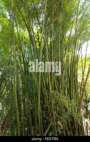 Bamboo trees in Colombia Stock Photo - Alamy