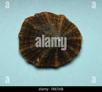 Patella vulgata, Patellidae Stock Photo - Alamy