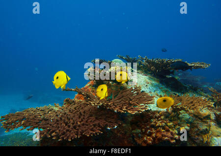 Yellow teardrop butterflyfish - Chaetodon interruptus Stock Photo - Alamy