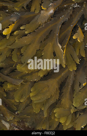 Toothed wrack, serrated wrack, Saw Wrack, Sägetang, Säge-Tang, Fucus ...