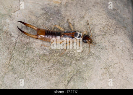 Tawny earwig, giant earwig, riparian earwig, Shore Earwig, brown earwig ...