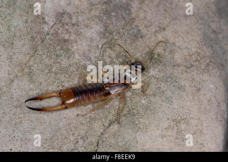Tawny earwig, giant earwig, riparian earwig, Shore Earwig, brown earwig ...