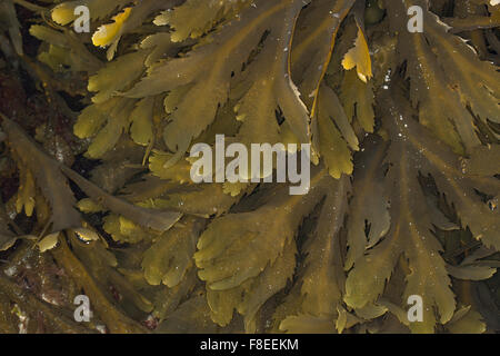 Toothed wrack, serrated wrack, Saw Wrack, Sägetang, Säge-Tang, Fucus ...