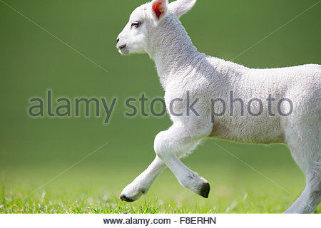 Lambs frolicking in spring Stock Photo: 18288522 - Alamy
