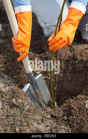 Closeup of farmer planting sprouts shrubbery in ground Stock Photo - Alamy