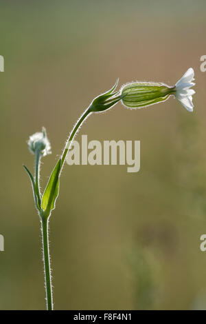 Wildflower: White campion Stock Photo - Alamy