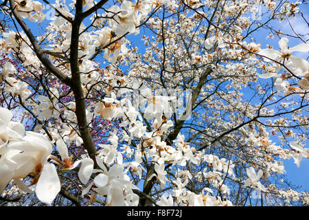 Beautiful magnolia flowers. Blooming magnolia tree in the spring ...