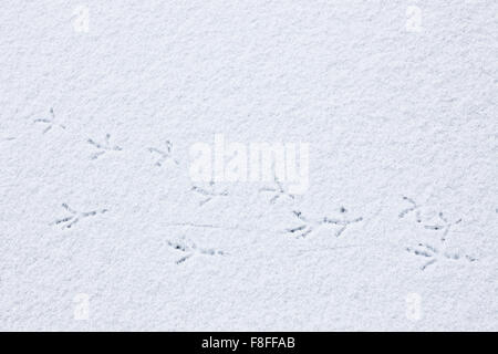 bird tracks on snow Stock Photo - Alamy