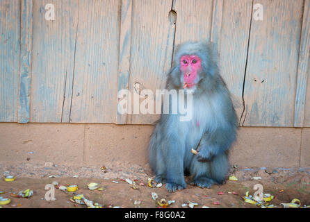 Japanese macques snow monkeys Monkey Park Iwatayama Arashiyama, Kyoto ...