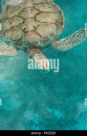 leg, turtle, legs, turtles Stock Photo - Alamy