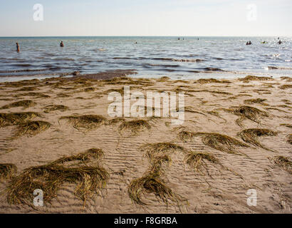 Posidonia oceanica called Neptune Grass or Mediterranean tapeweed on ...