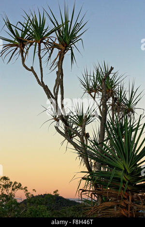 Summer landscape with tress, sunset and dramatic clouds over the blue ...