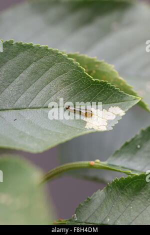 Pear and cherry slug larvae and damage on cherry tree Stock Photo - Alamy