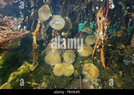 Sea anemones Stichodactyla helianthus, underwater in the Caribbean sea ...