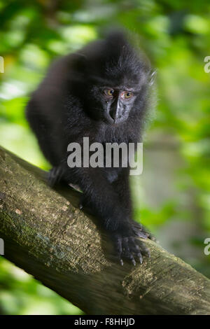 A Sulawesi crested macaque (Macaca nigra) eats coconut fruit while ...