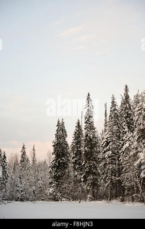 Beautiful sunset and frost pine needles at winter, Finland Stock Photo ...
