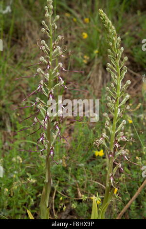 Adriatic lizard orchid (Himantoglossum adriaticum), Orchidaceae ...