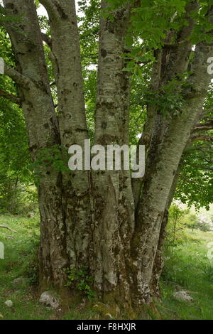 Ancient Beech tree, Fagus sylvatica, Peak District National Park ...