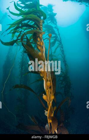 Underwater view of kelp growing in the freezing cold waters of South ...