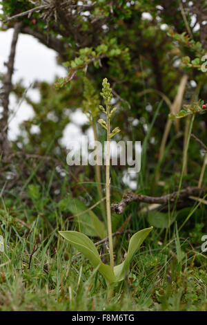 Neottia ovata Lesser Twayblade Stock Photo - Alamy